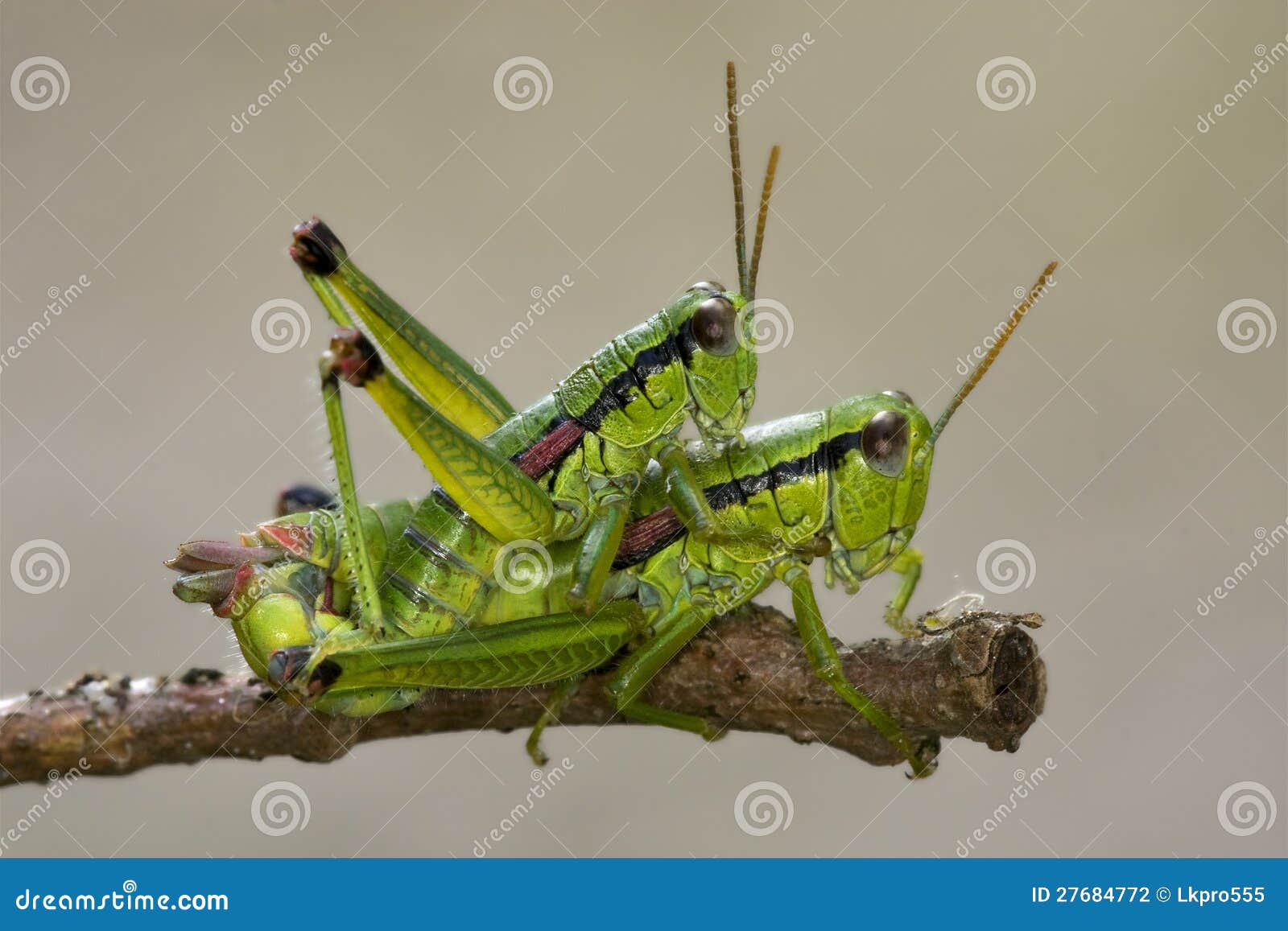 Reproduction Of Grasshopper Stock Photography - Image: 27684772