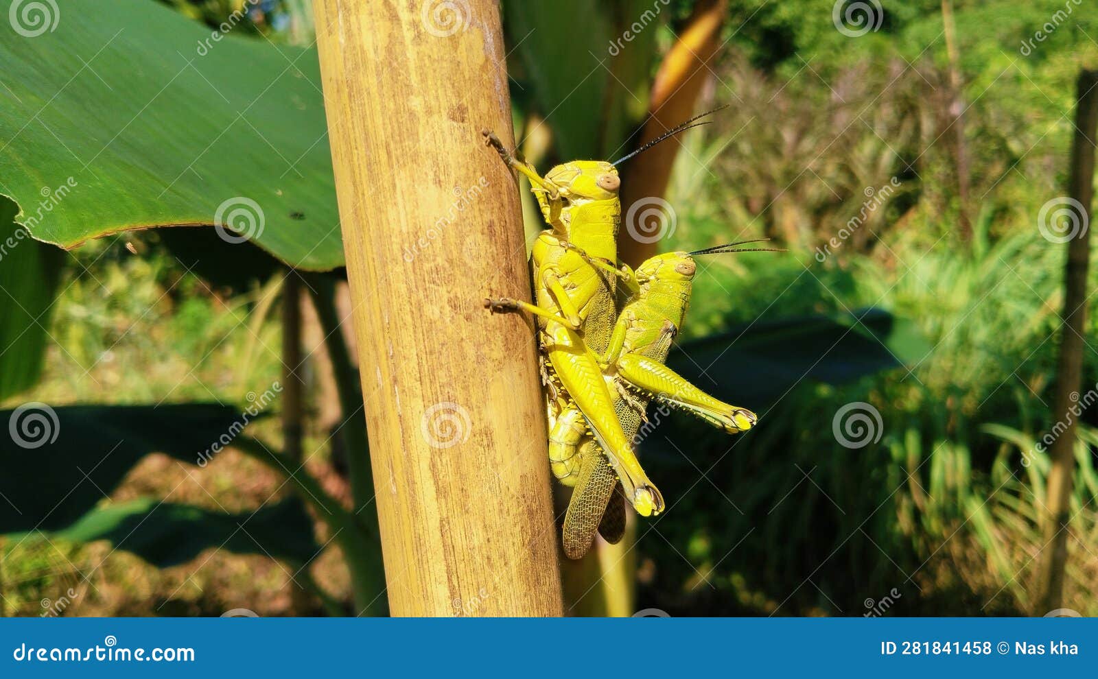 Reproduction of Grasshopper Stock Photo - Image of reproduction, love ...