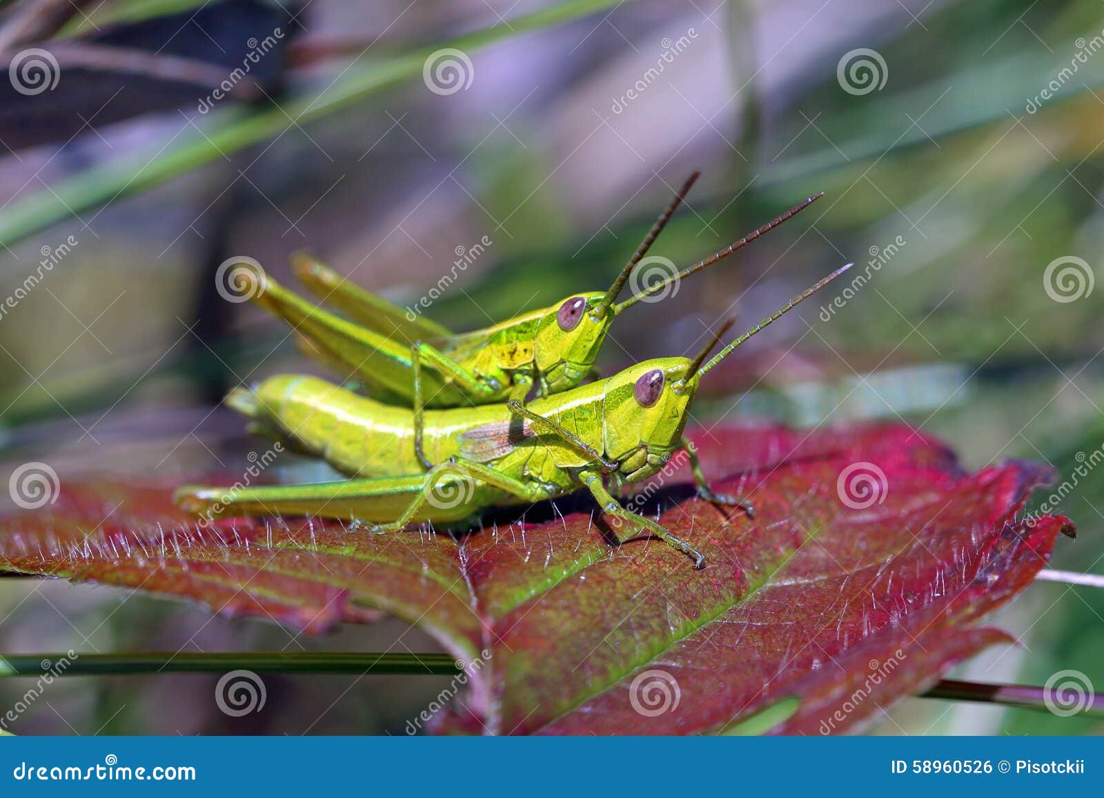 Reproduction of Grasshoppers Stock Photo - Image of mating, antenna ...