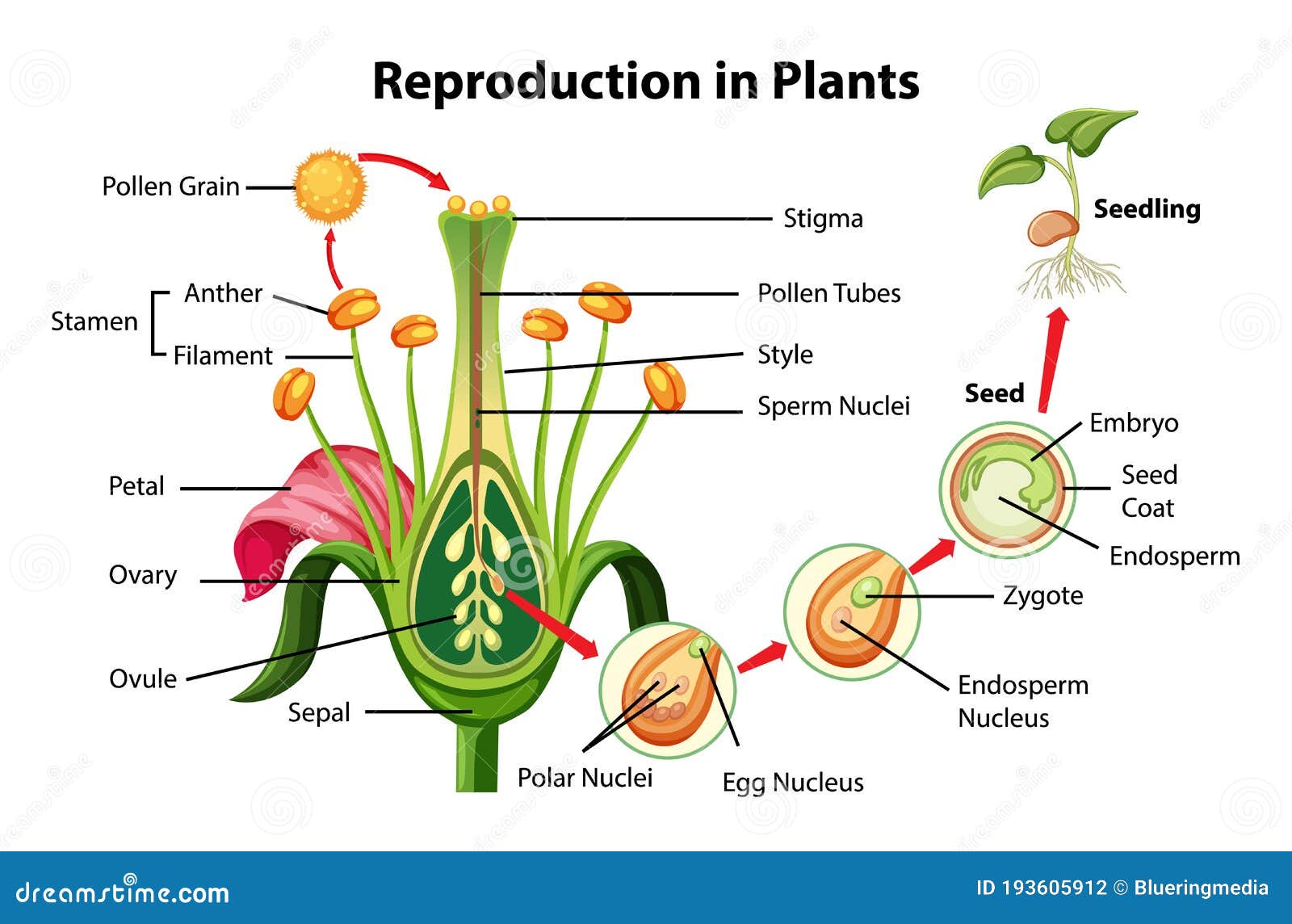 Reproduction in Plants Diagram Stock Vector - Illustration of vector ...