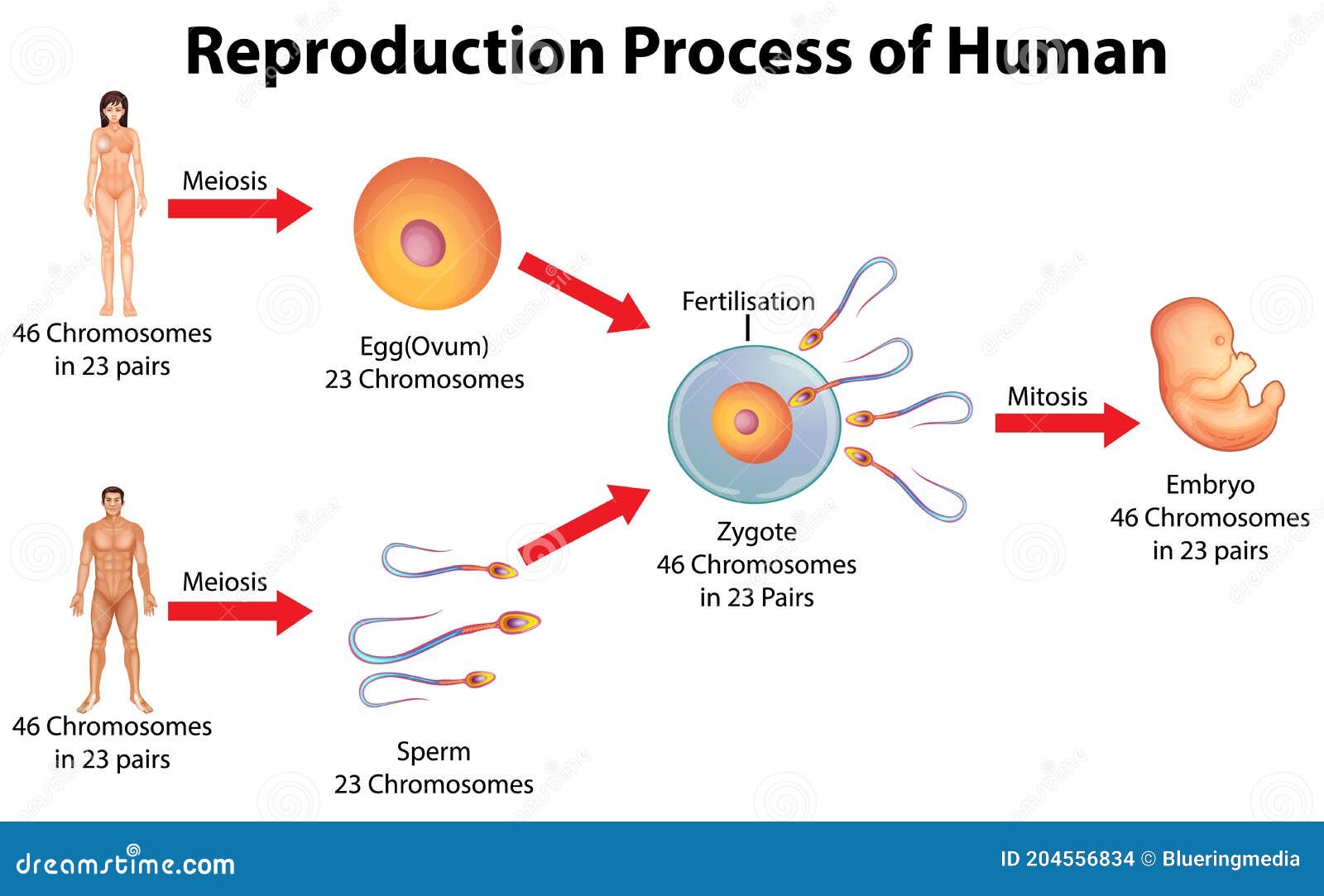Human Reproduction Process