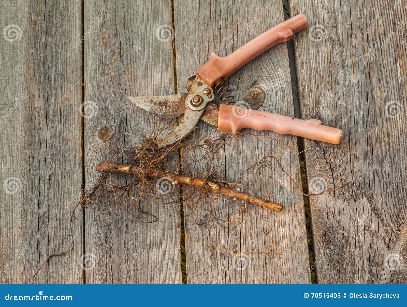 Reproduction Raspberry Pieces of Rhizomes Stock Image - Image of ... Reproduction Raspberry Pieces of Rhizomes Stock Image - Image of ...