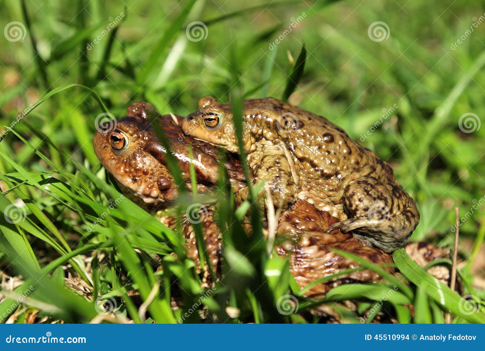 Reproduction of toads. stock photo. Image of toad, frogs - 45510994