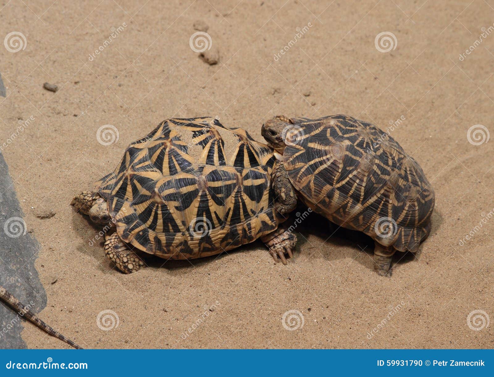 Reproduction of tortoises stock photo. Image of intercourse - 59931790
