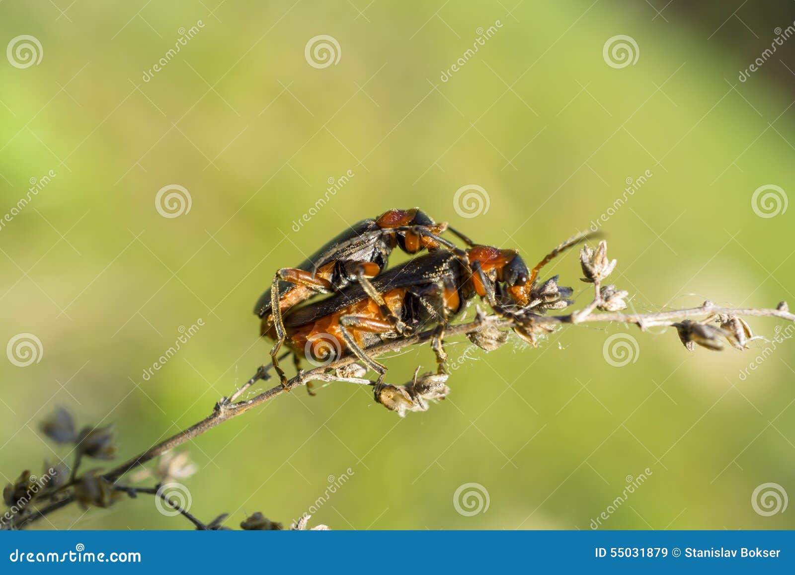 Reproduction of Two Black and Orange Beetles Stock Image - Image of ...
