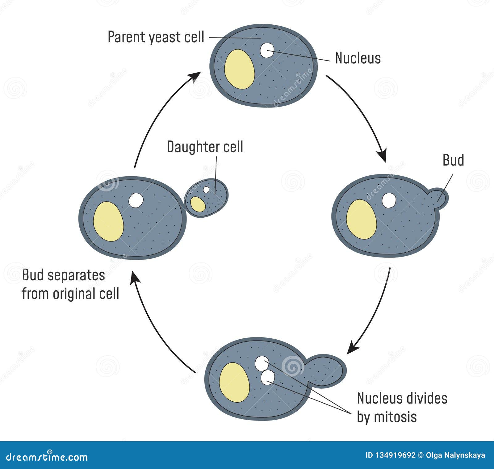 Reproduction In Yeast Stock Vector Illustration Of Free Download Nude Photo Gallery