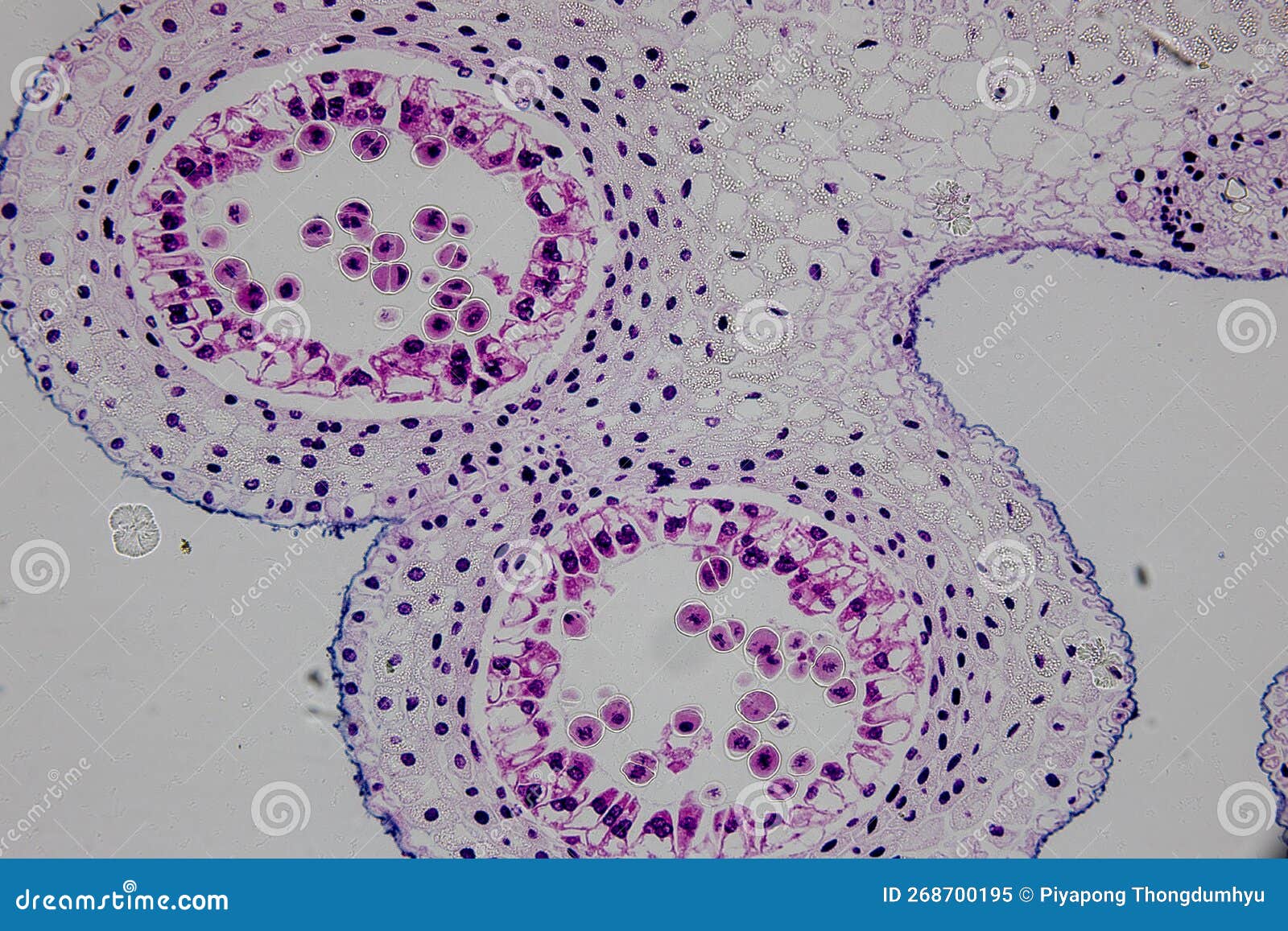 Reproductive Cells of Flowering Plants Under Microscopic. Stock Image ...