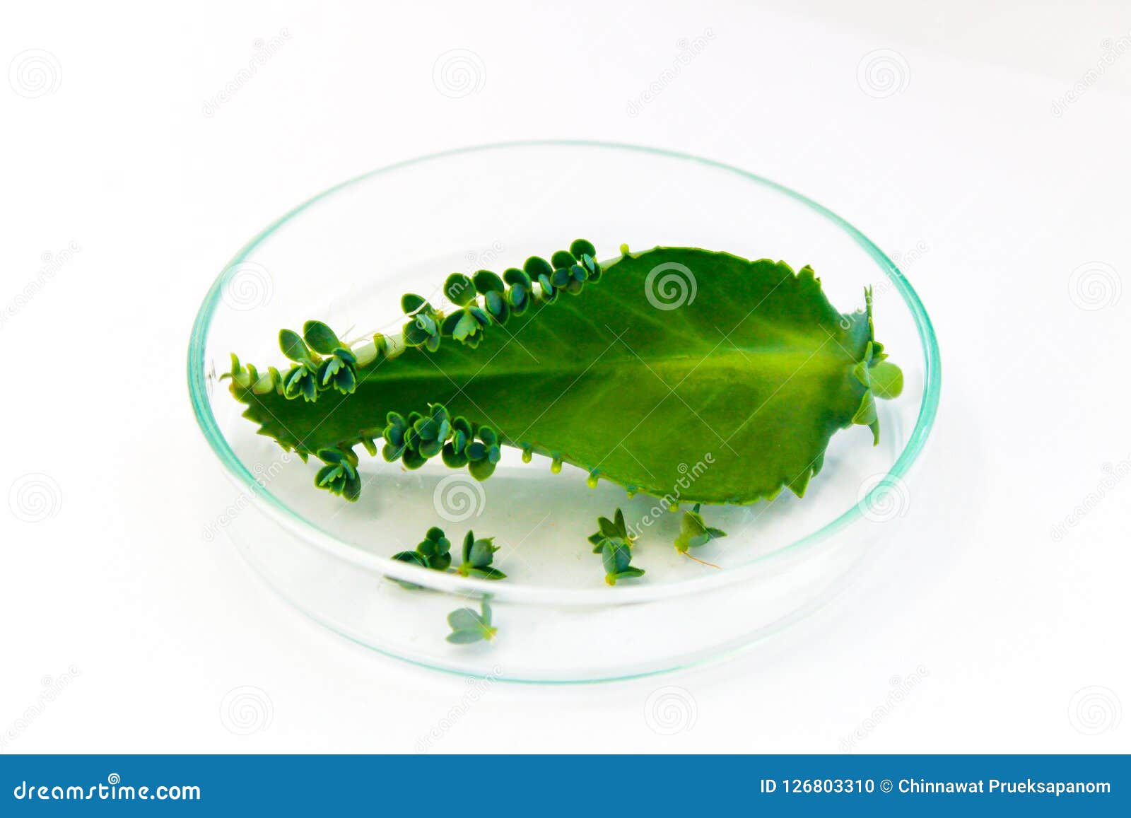 Reproductive Leaf Plants Growing on a Leaf . Stock Photo - Image of ...