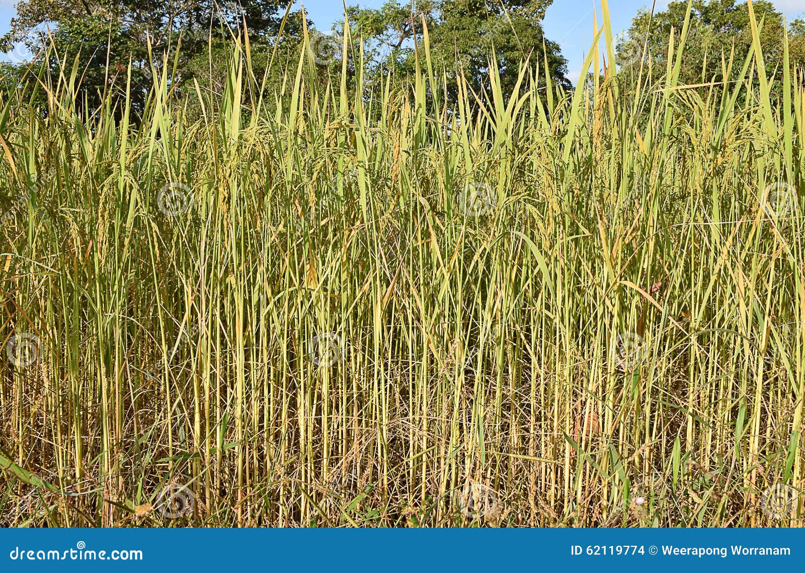 Reproductive Stage of Green Paddy Rice. Stock Photo - Image of trees ...