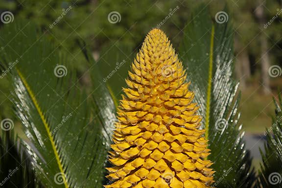 The Reproductive Structure of a Cycad Stock Image - Image of strobilus ...