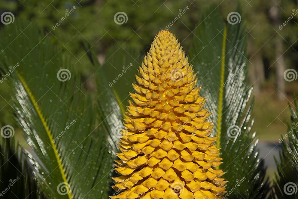The Reproductive Structure of a Cycad Stock Image - Image of strobilus ...