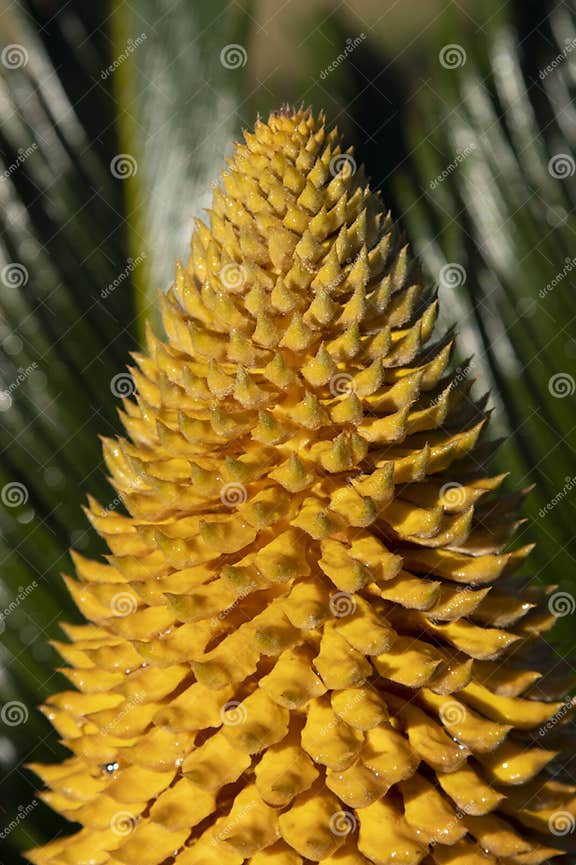 The Reproductive Structure of a Cycad Stock Image - Image of living ...