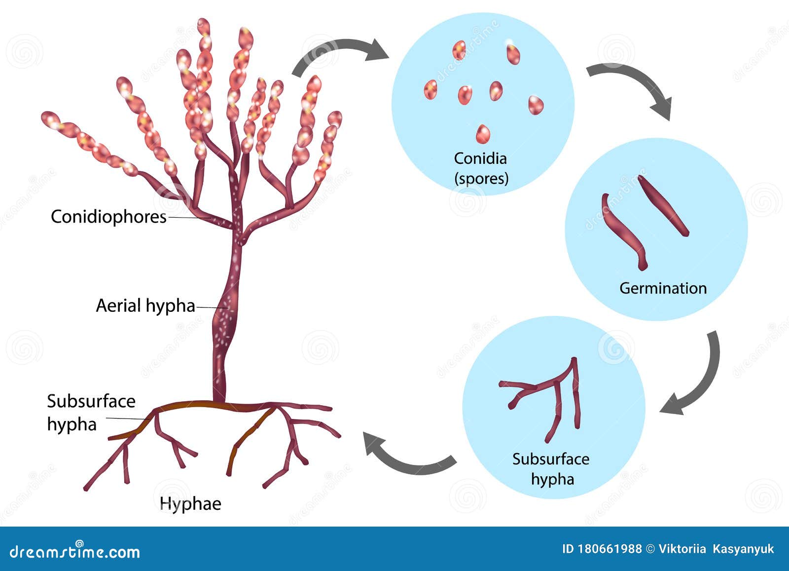 Conidia Labeled