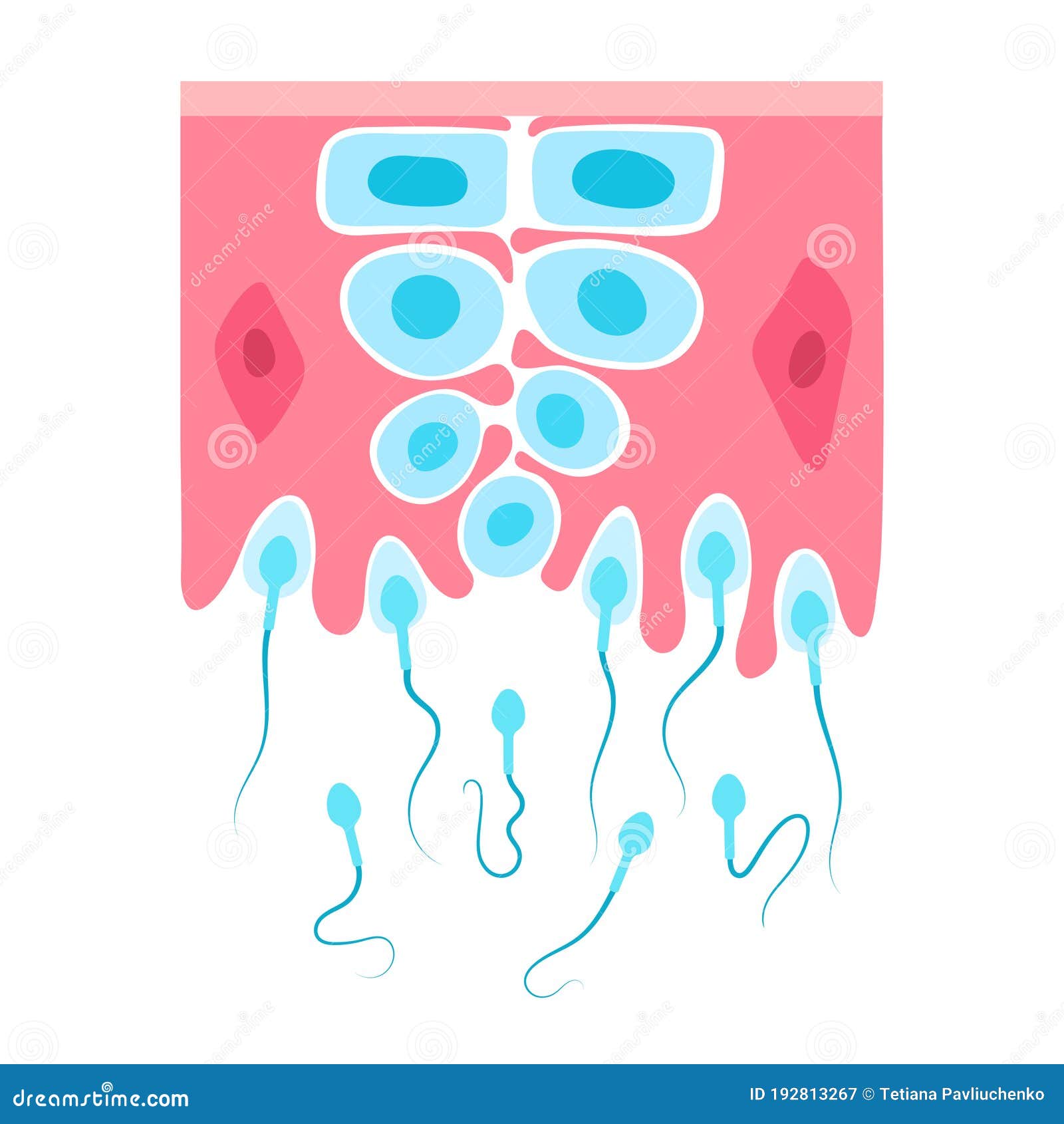 Reproductive System Concept Cartoon Vector | CartoonDealer.com #192813267