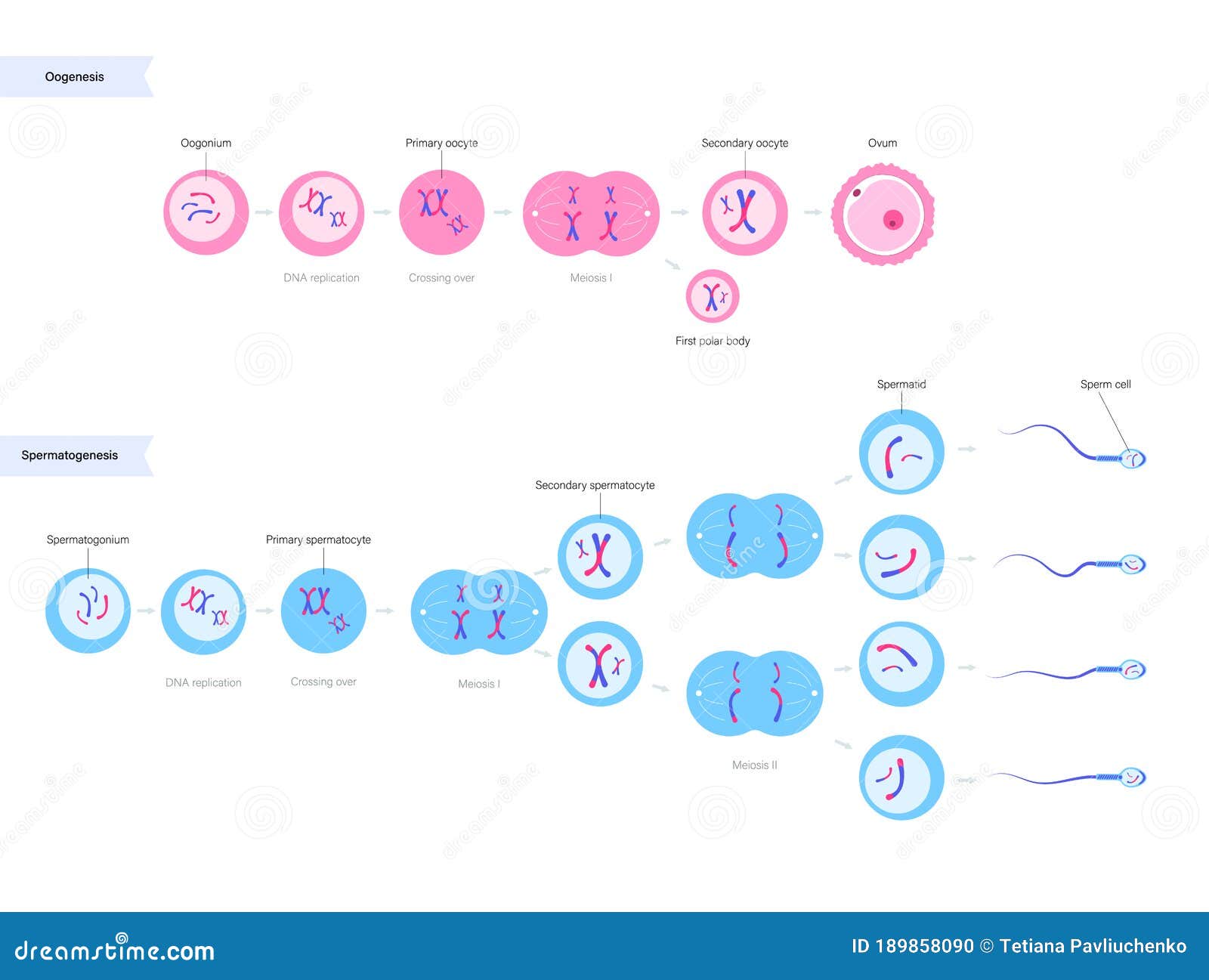 Reproductive System Concept Stock Vector - Illustration of hormone ...