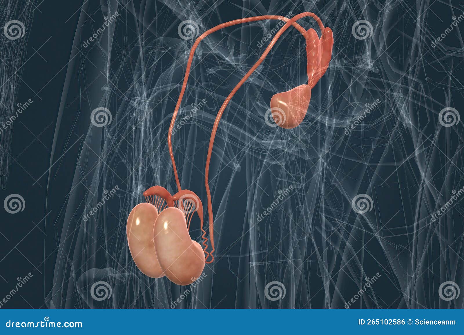 The Reproductive System Consists of Organs Which Work Together for the ...