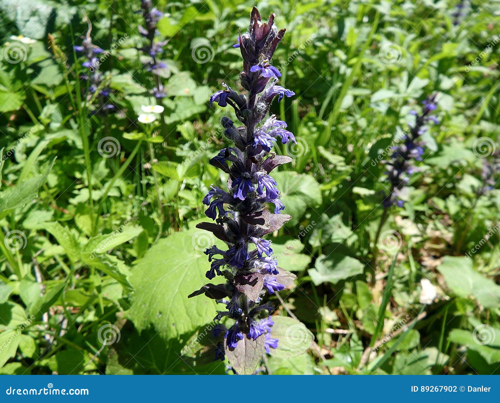 Reptans D'Ajuga, Bugle - Fleur, Photo stock - Image du vert, monnayage ...