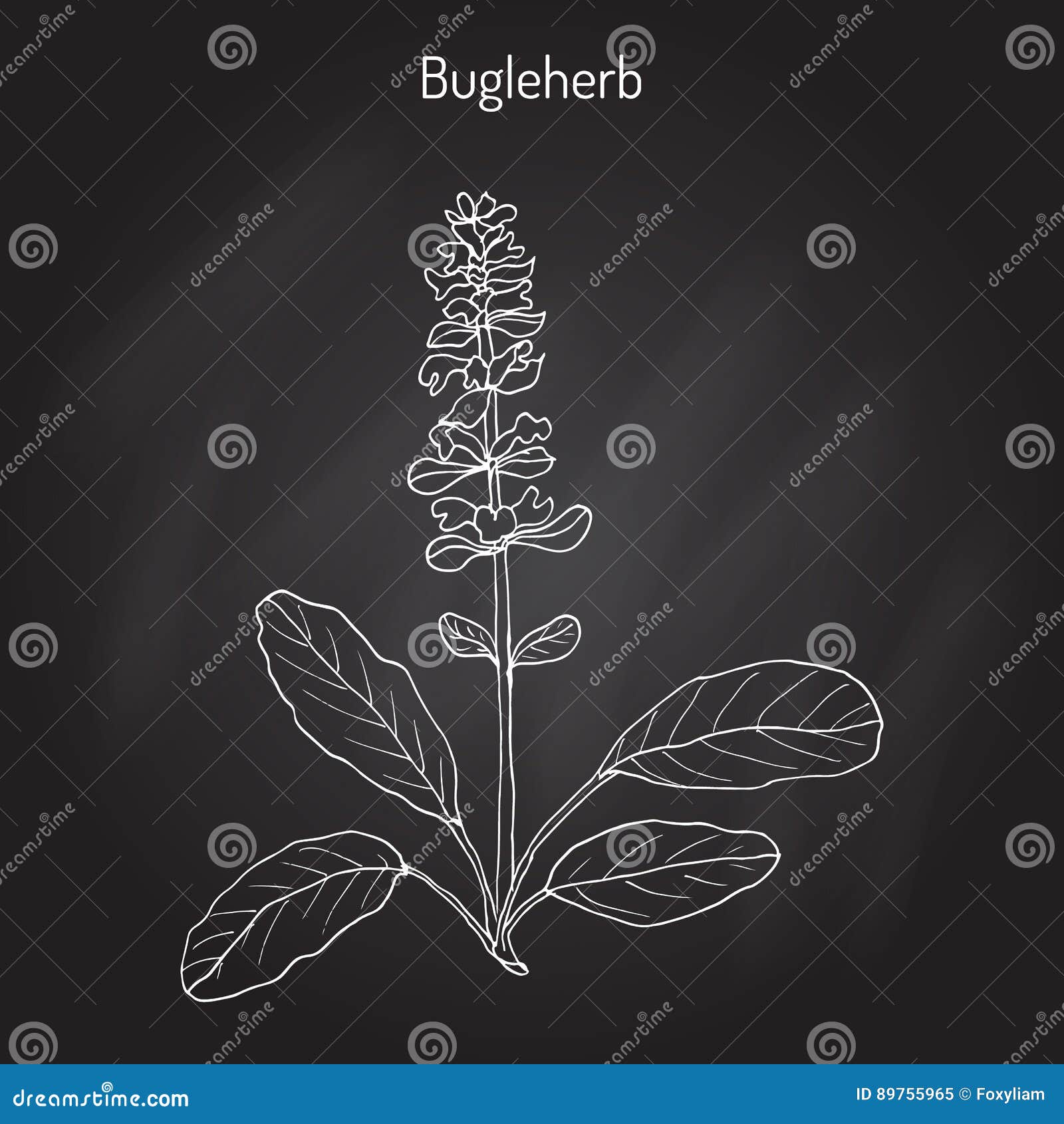 Reptans Del Ajuga Del Bugleweed, O Bugola Blu, Bugleherb, Carpetweed ...