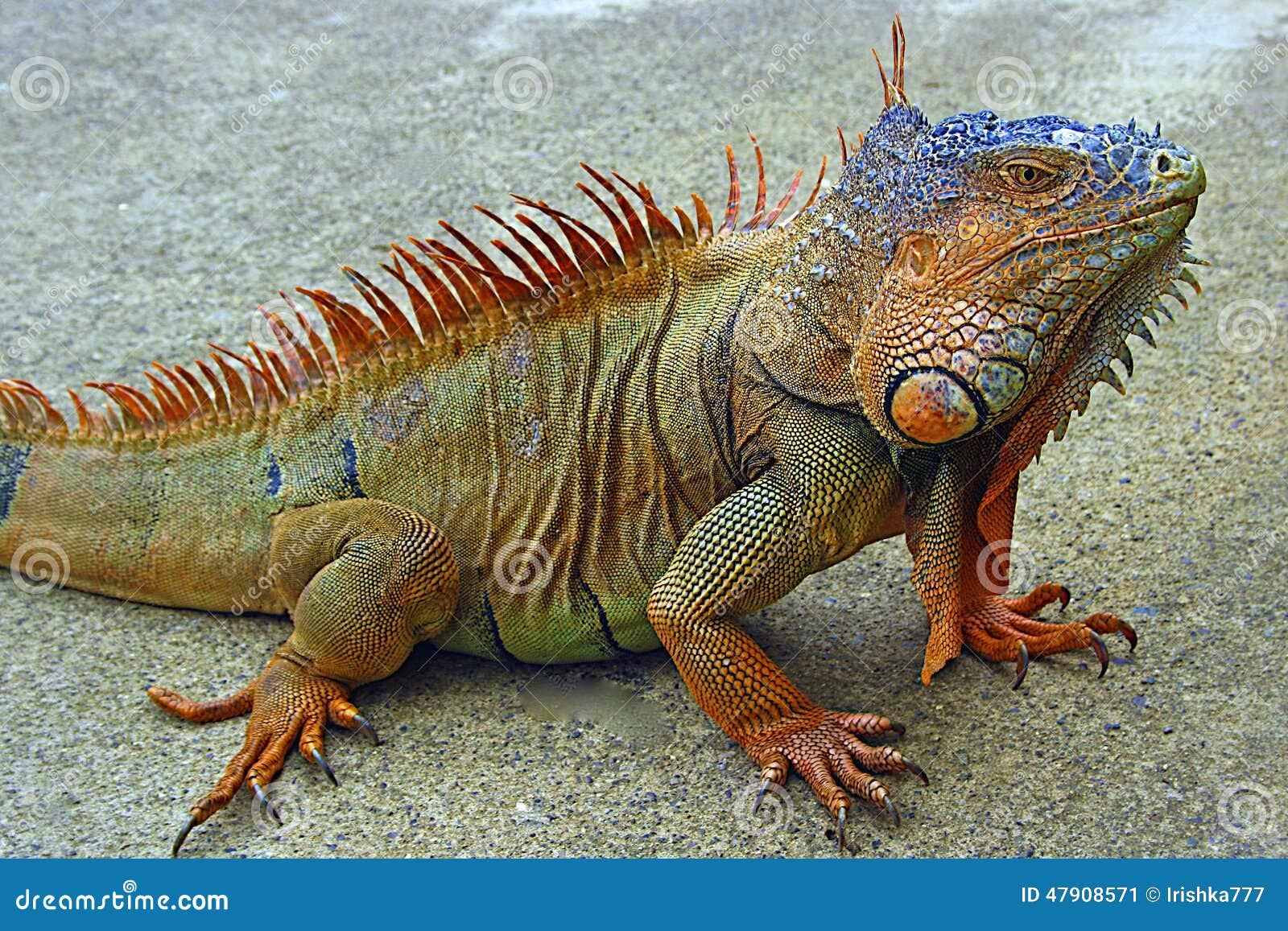 Reptielen - Leguaan Stock Foto - Afbeelding: 47908571