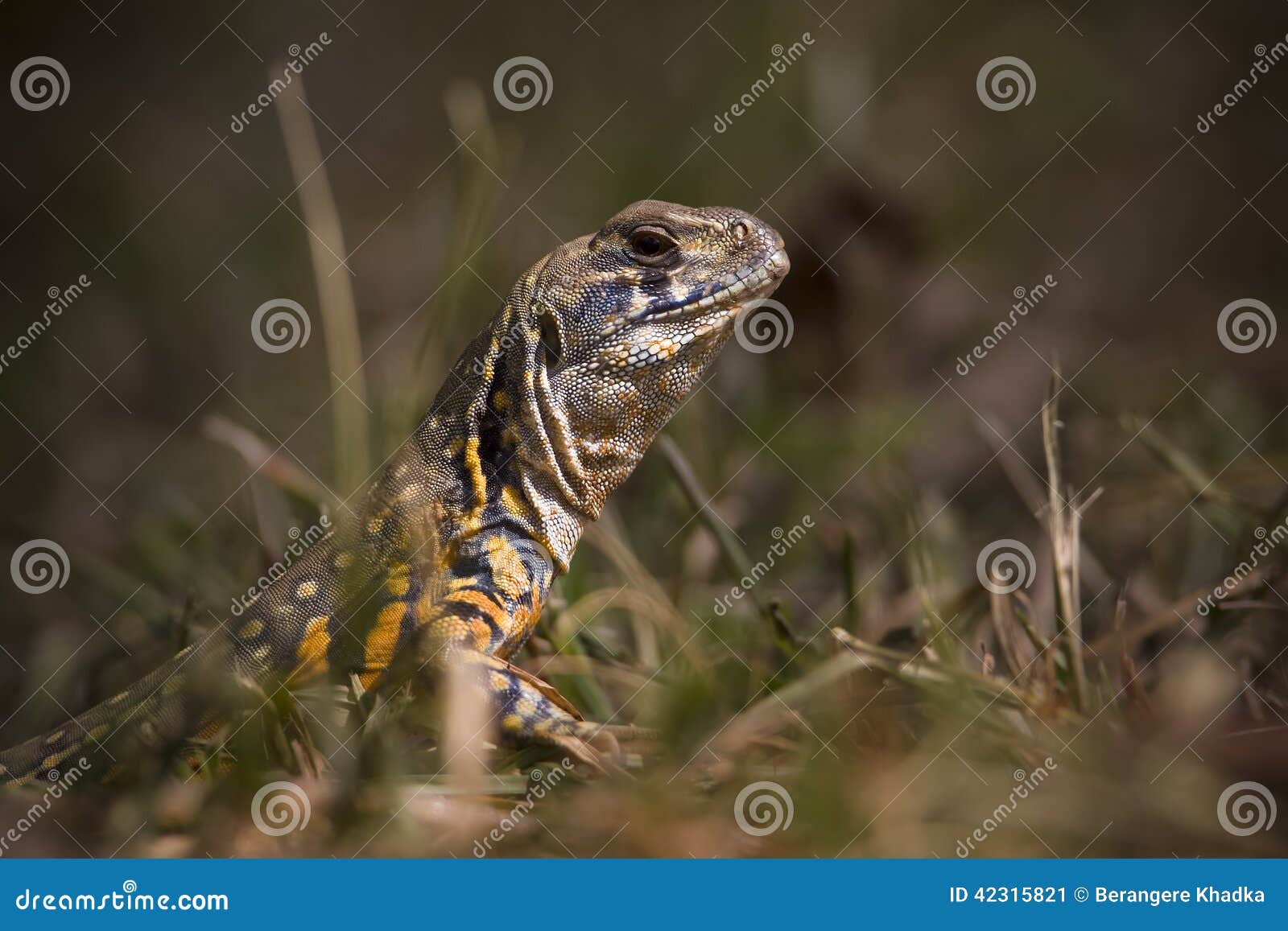 Reptielen van Thailand stock afbeelding. Image of reptielen - 42315821