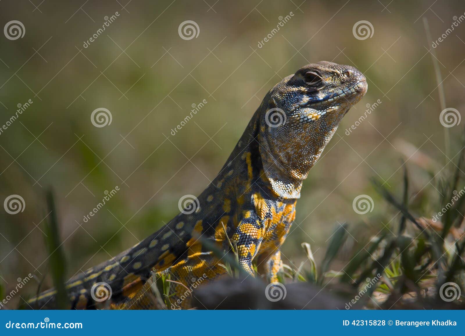 Reptielen van Thailand stock foto. Image of reptielen - 42315828