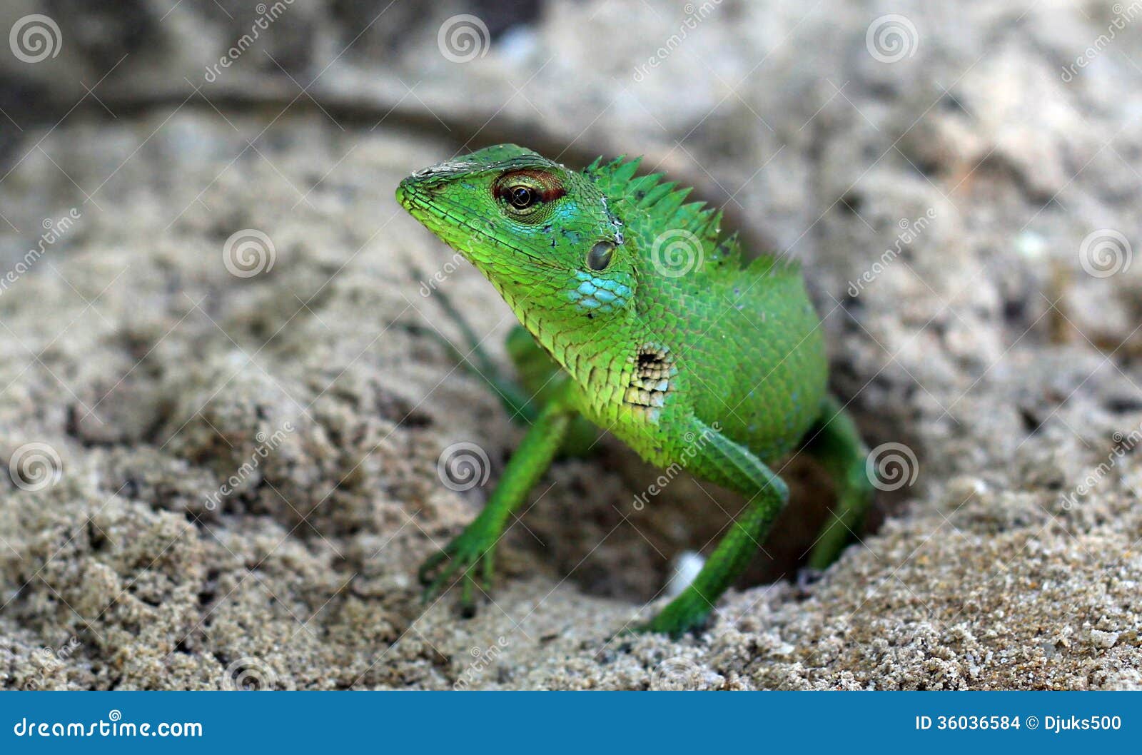 Reptil, das Eier legt stockfoto. Bild von reptil, nahaufnahme - 36036584