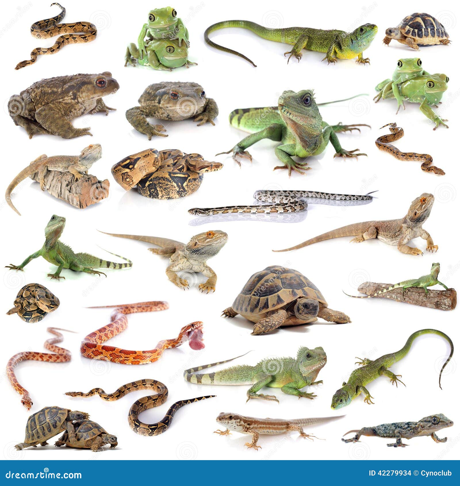 Reptil y anfibio foto de archivo. Imagen de dragón, animal - 42279934