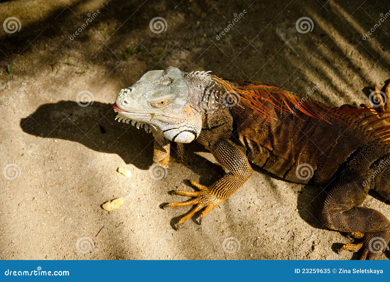 Reptile stock image. Image of profile, lizard, tropical - 23259635
