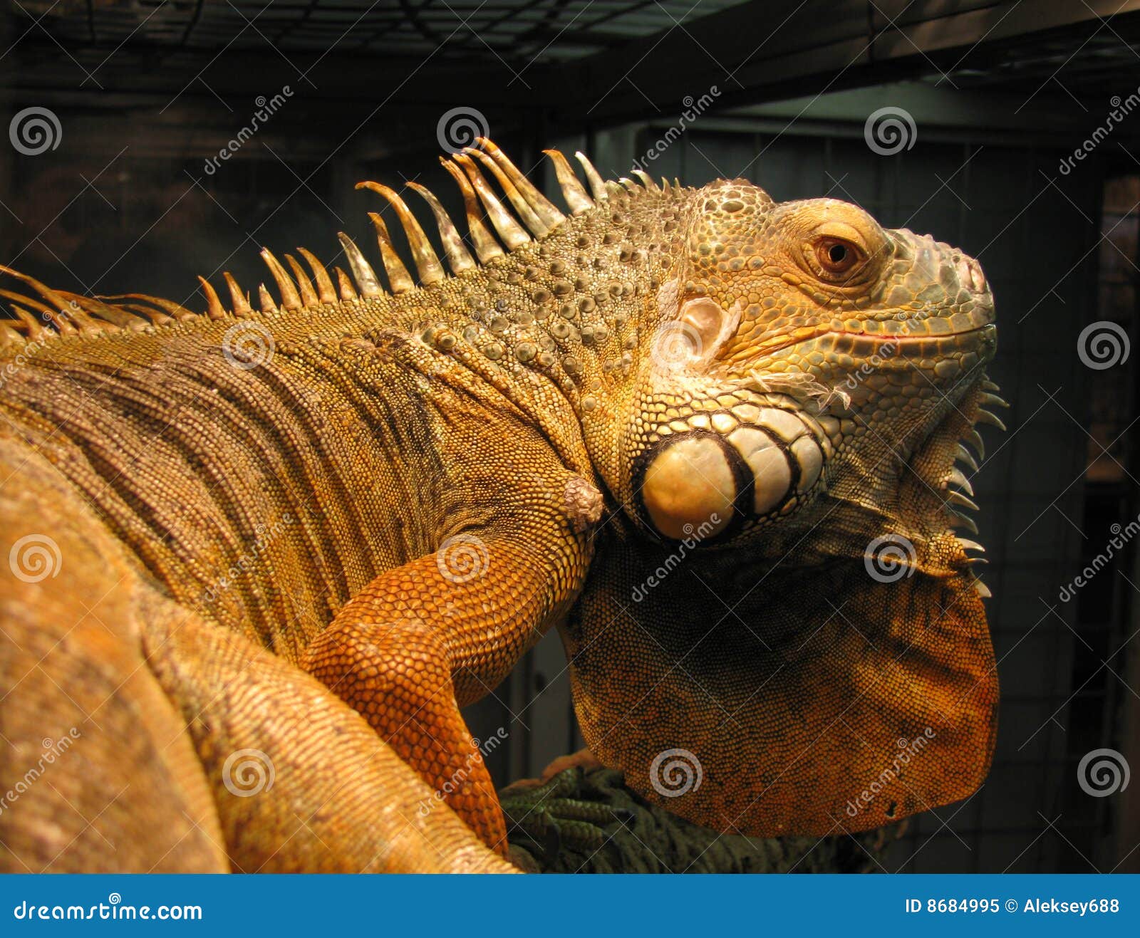 Reptile stock image. Image of language, reptile, lizard - 8684995