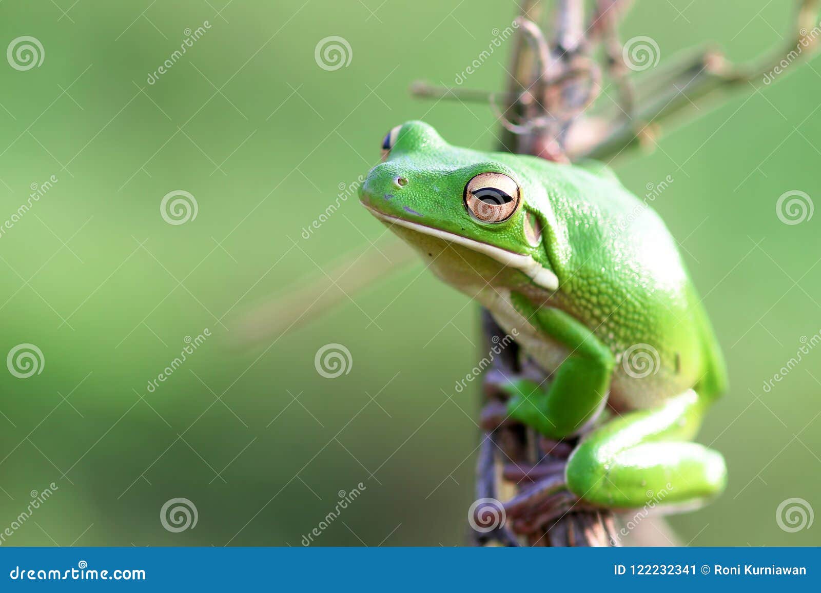 Reptile, Animals, Frog, Tree Frog, Dumpy Frog, Stock Image - Image of ...