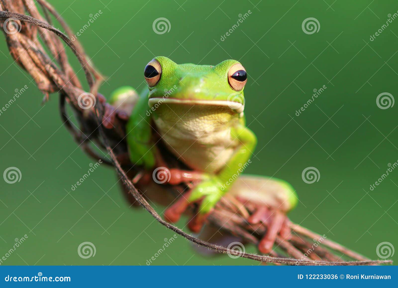 Reptile, Animals, Chameleon, Frog, Tree Frog, Dumpy Frog, Stock Photo ...