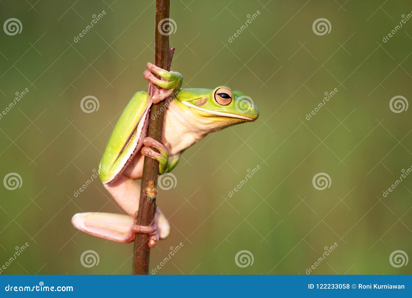 Reptile, Animals, Chameleon, Frog, Tree Frog, Dumpy Frog, Stock Photo ...