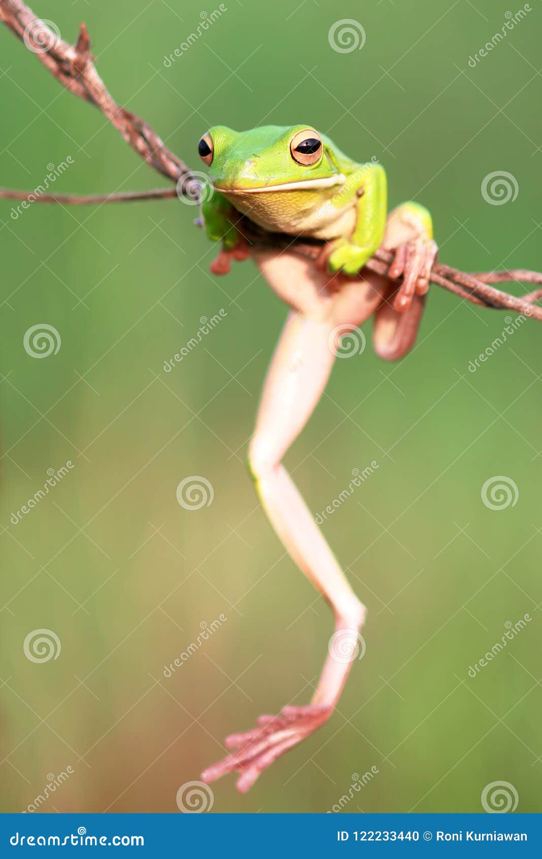 Reptile, Animals, Frog, Tree Frog, Dumpy Frog, Stock Photo - Image of ...
