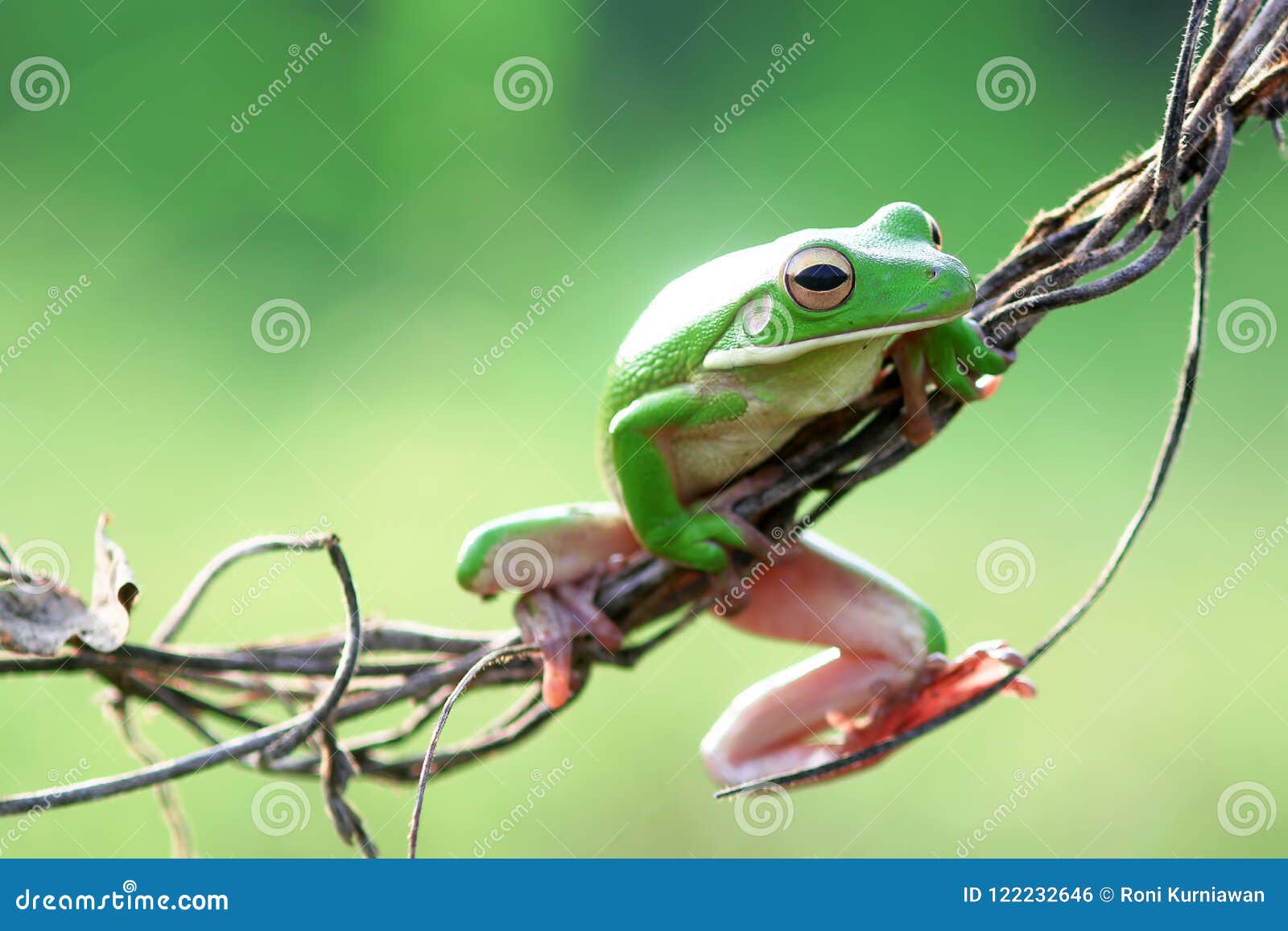 Reptile, Animals, Frog, Tree Frog, Dumpy Frog, Stock Photo - Image of ...