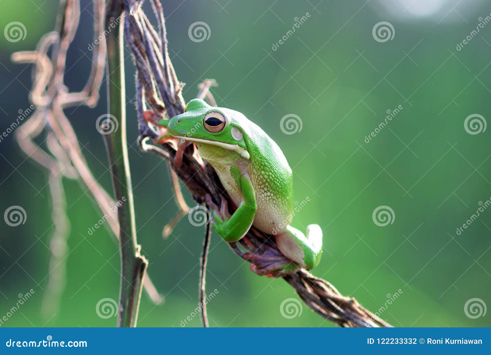 Reptile, Animals, Frog, Tree Frog, Dumpy Frog, Stock Photo - Image of ...