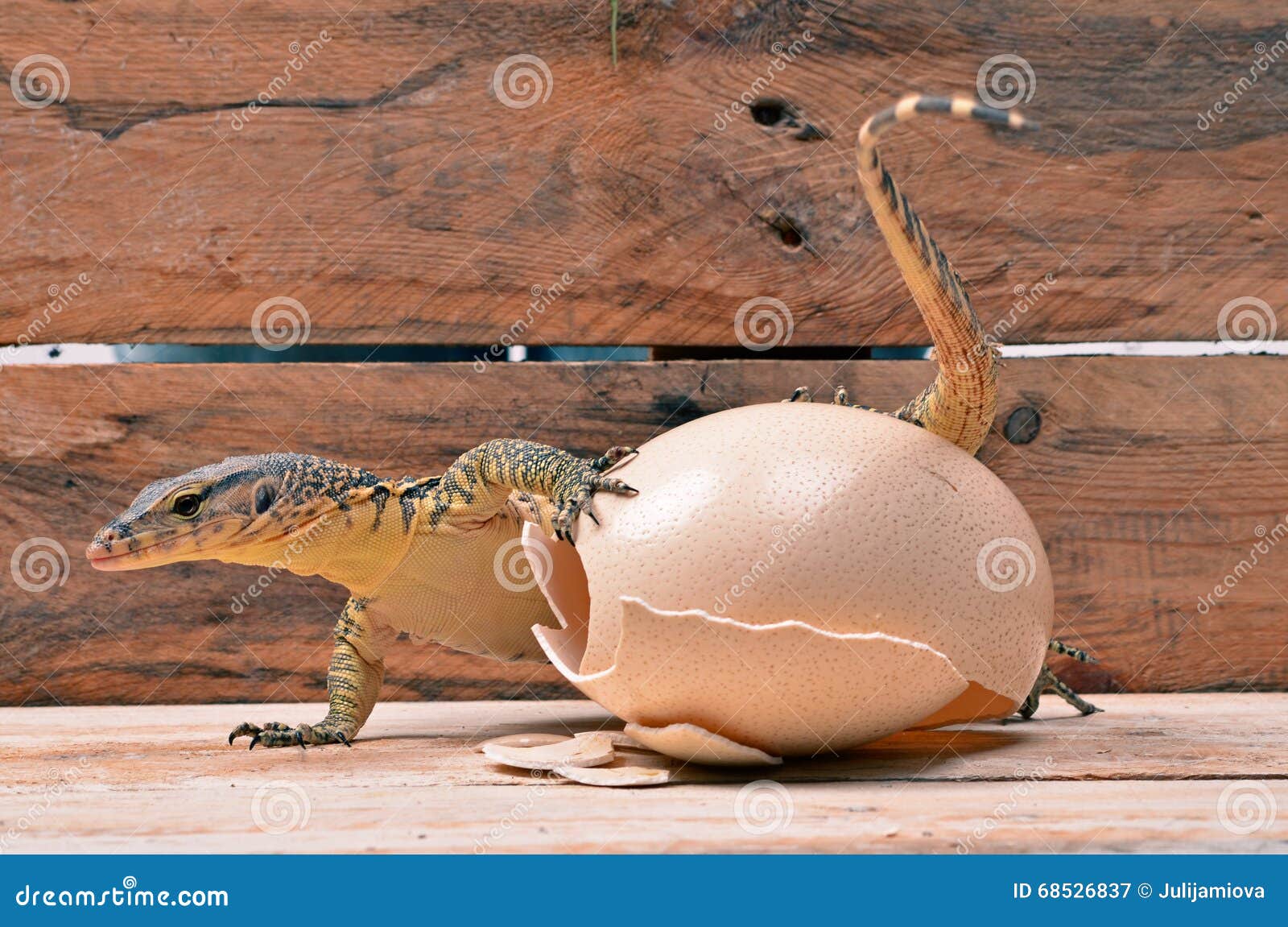 Lizard and an eggshell stock image. Image of animal, born - 68526837