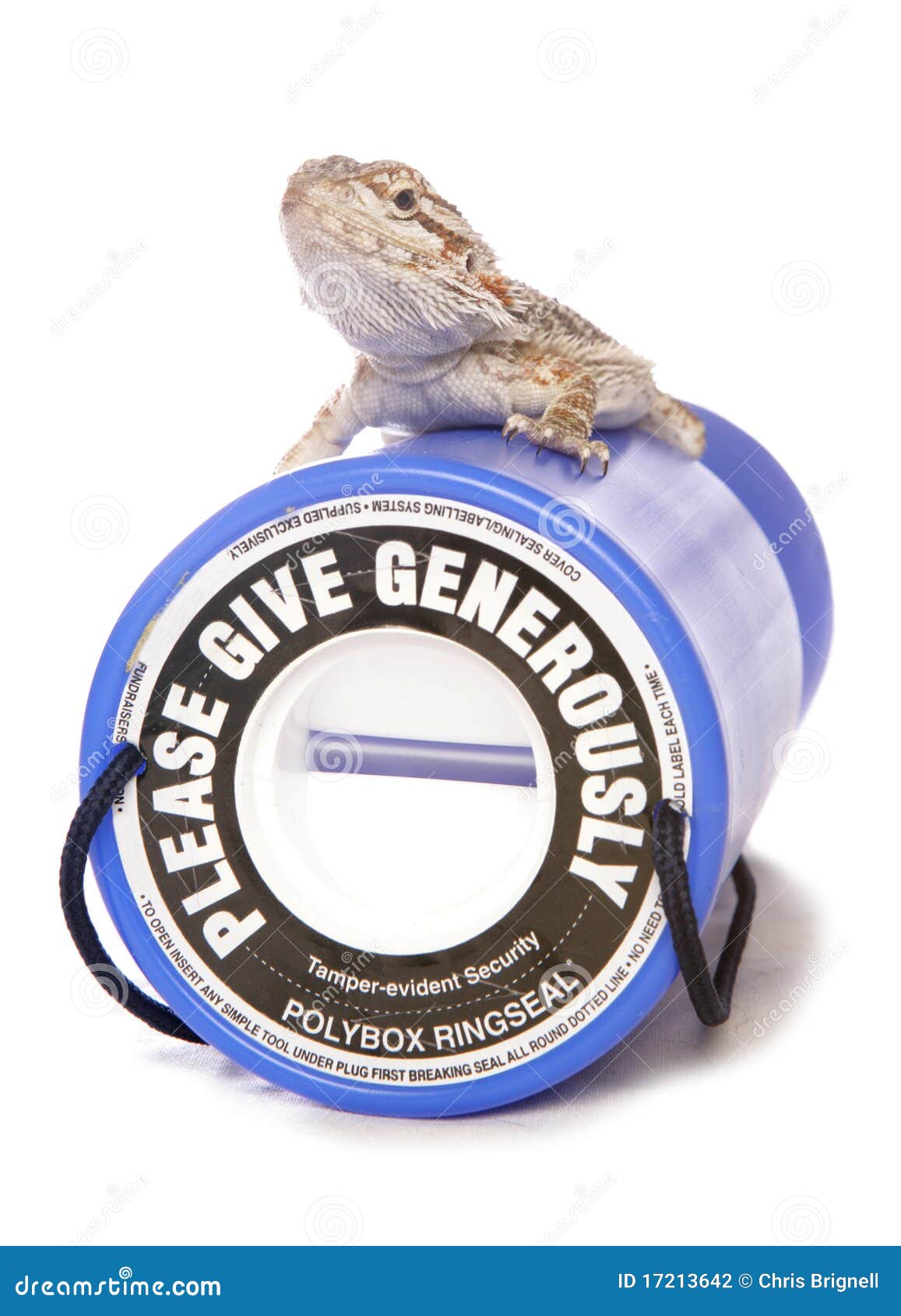 Reptile charity donations stock photo. Image of dragon - 17213642