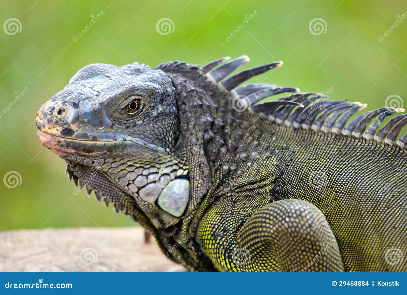 Reptile close up stock photo. Image of green, outdoors - 29468884
