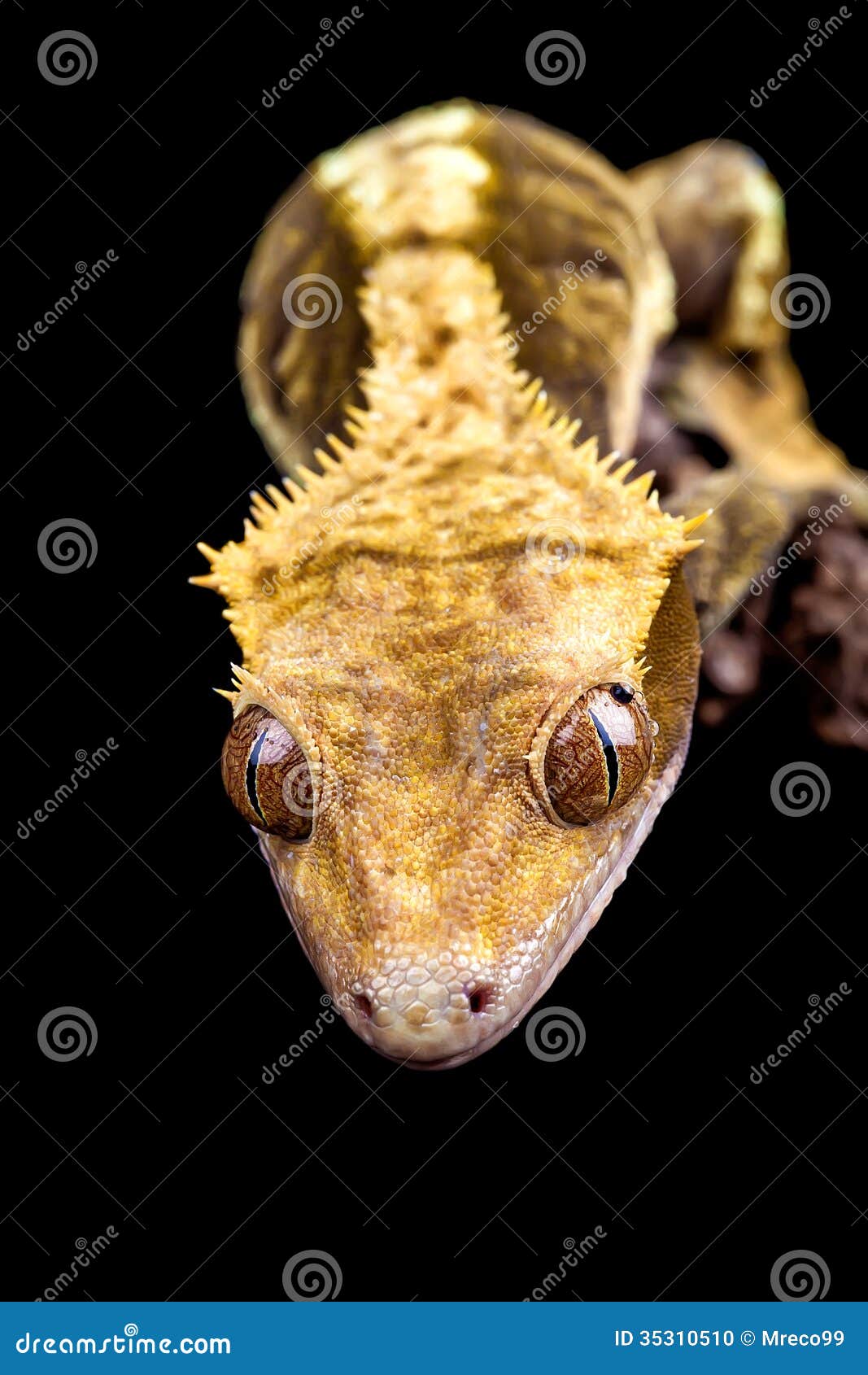 Reptile close up on black stock photo. Image of abstract - 35310510