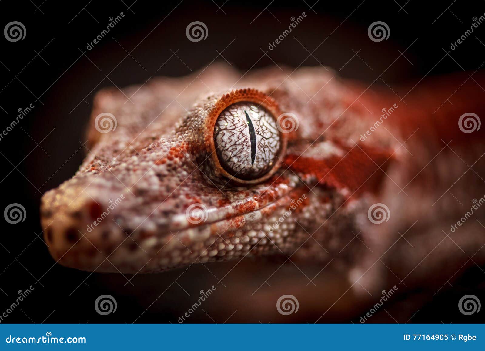 Reptile stock image. Image of head, night, animal, profile - 77164905
