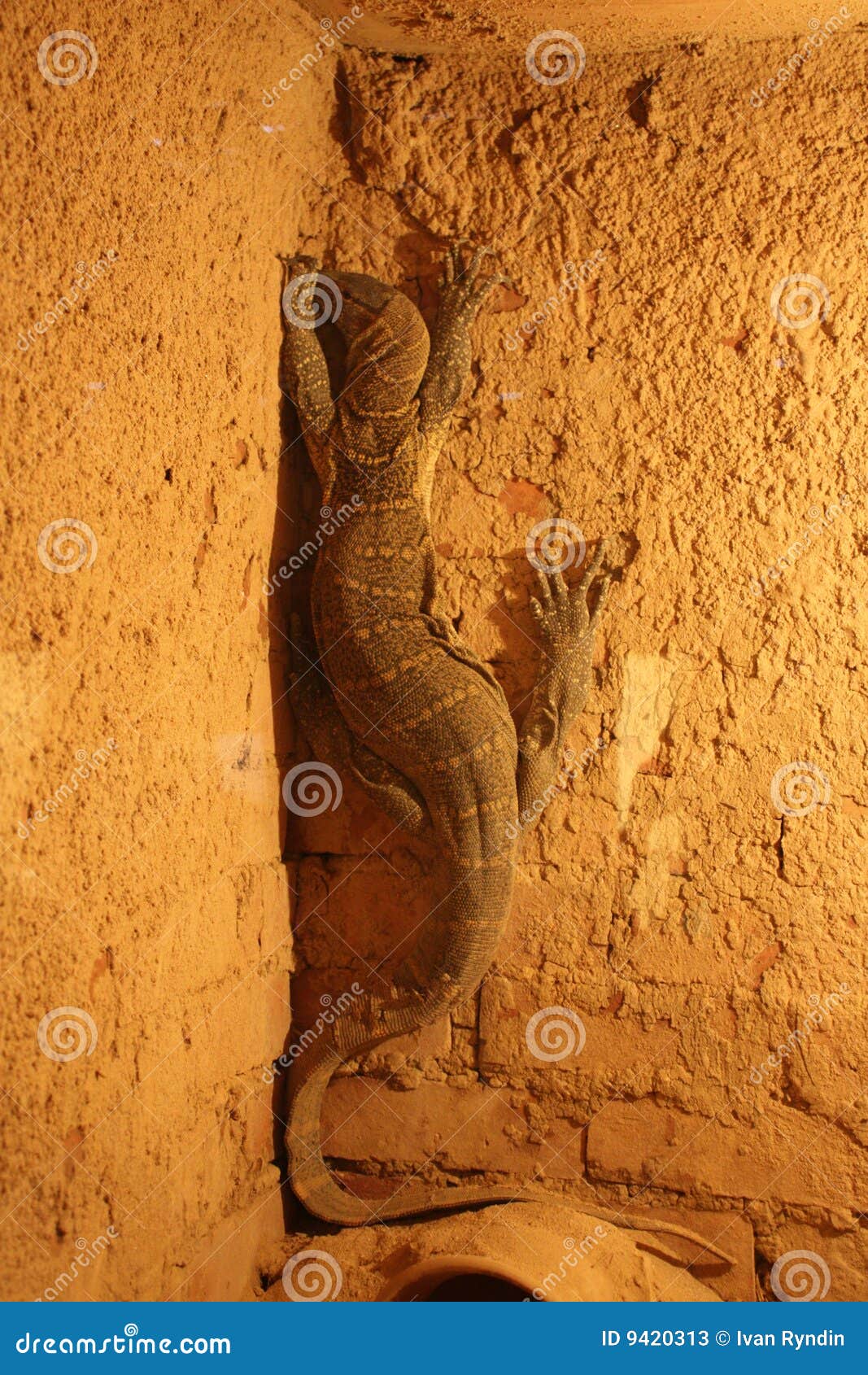 Reptile du Sahara image stock. Image du herpétologie, gecko - 9420313