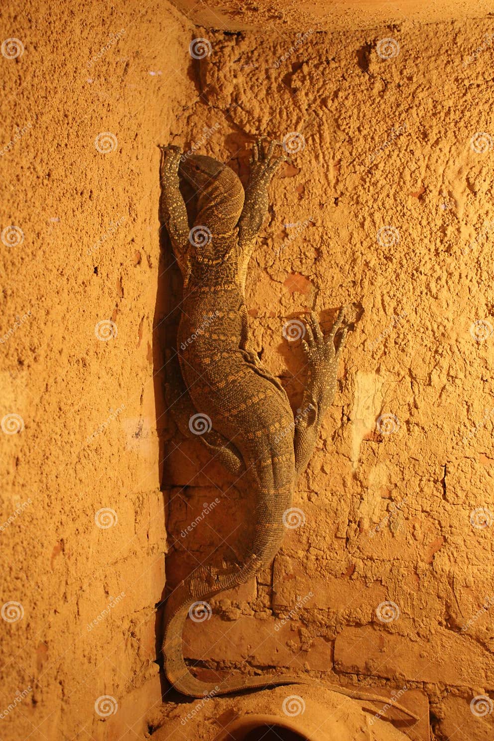 Reptile du Sahara image stock. Image du herpétologie, gecko - 9420313