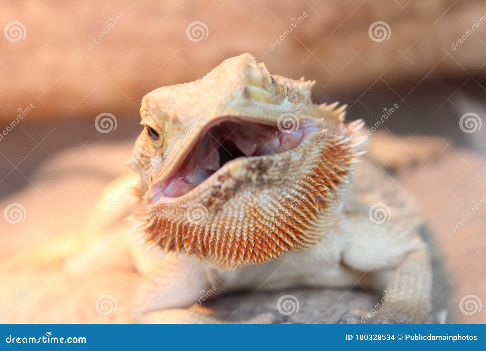 Reptile, Fauna, Scaled Reptile, Close Up Picture. Image: 100328534