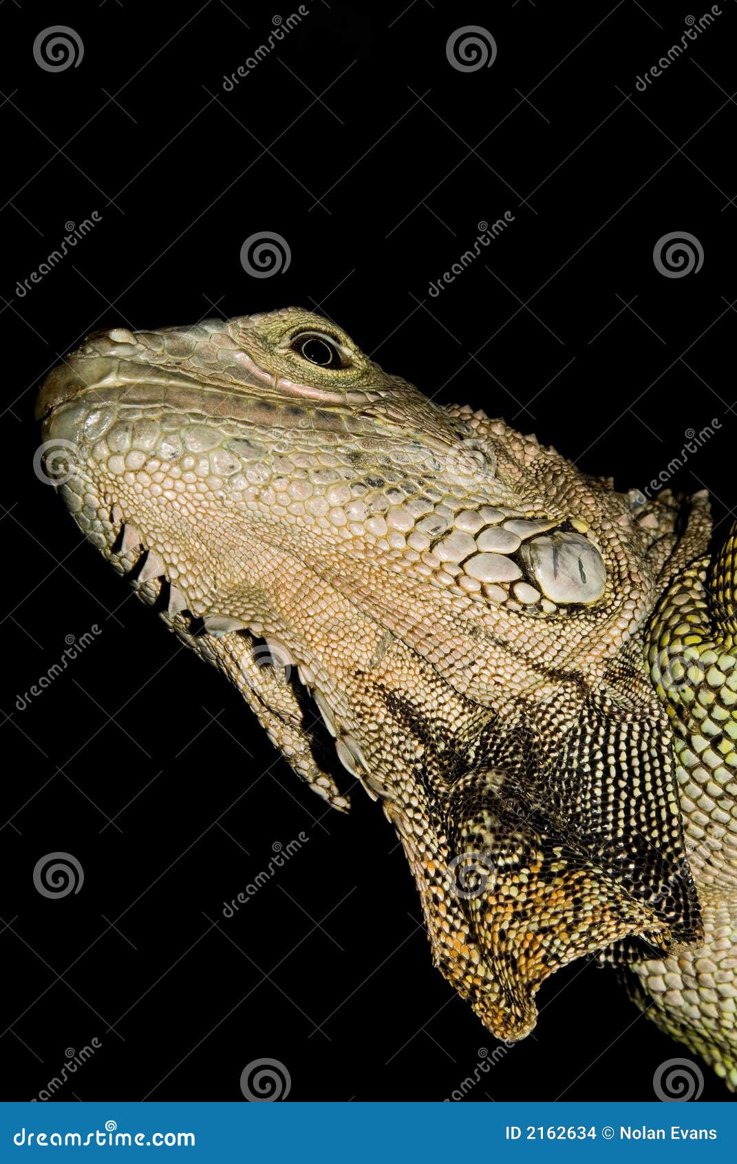 Reptile Head stock photo. Image of lake, 2007, lakeoswego - 2162634