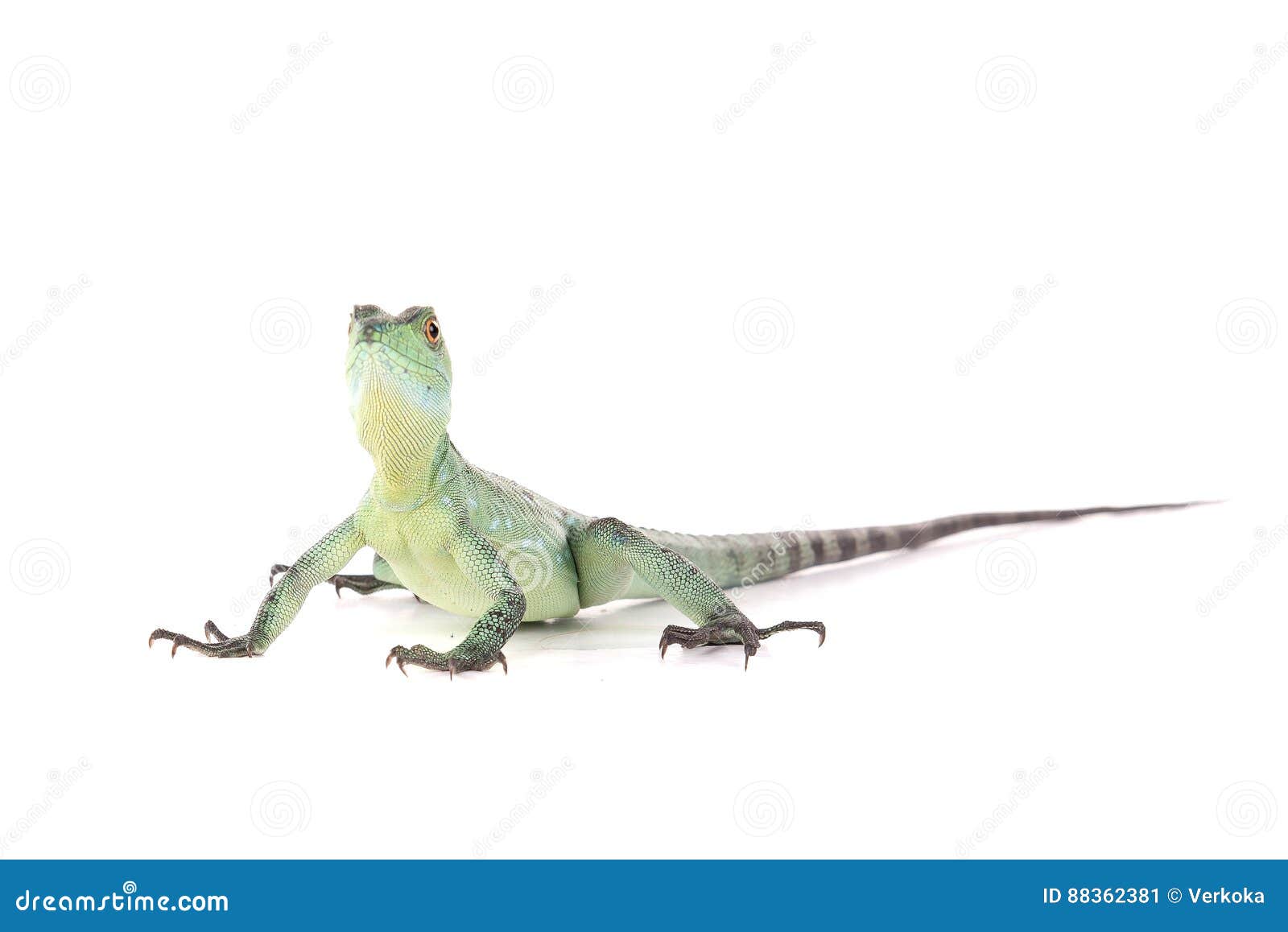 Reptile stock image. Image of isolated, species, organism - 88362381