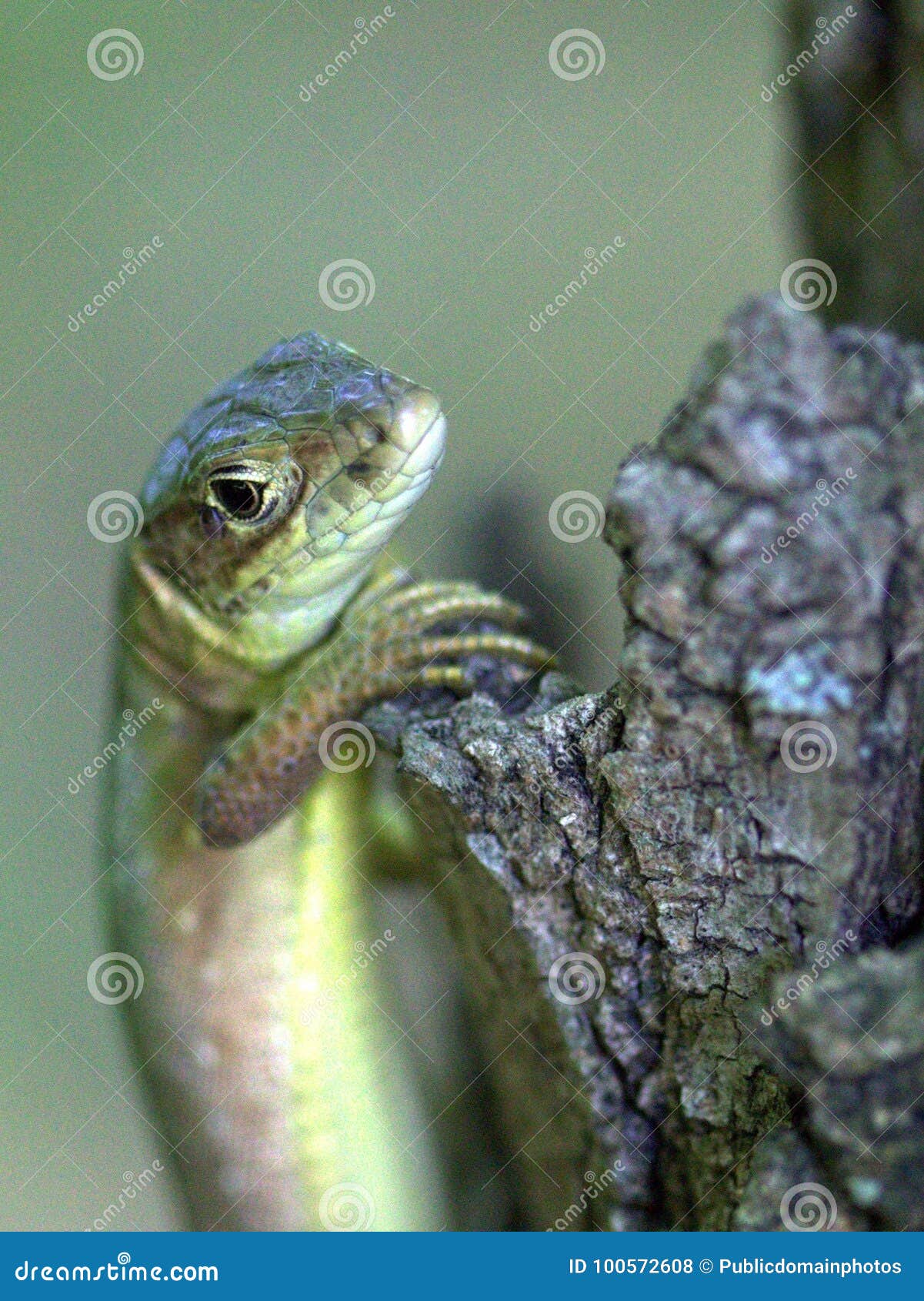 Reptile, Lacertidae, Lizard, Lacerta Picture. Image: 100572608