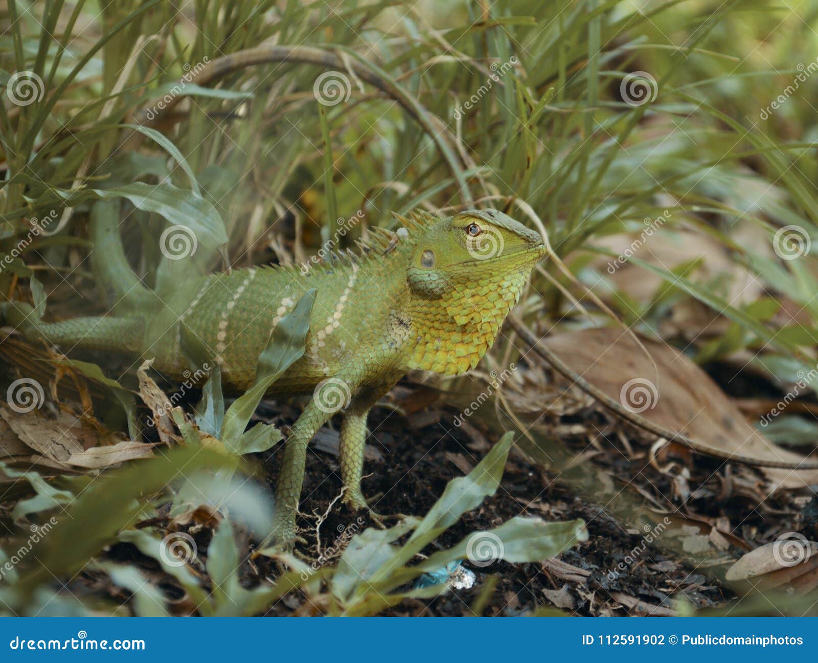 Reptile, Lacertidae, Lizard, Lacerta Picture. Image: 112591902