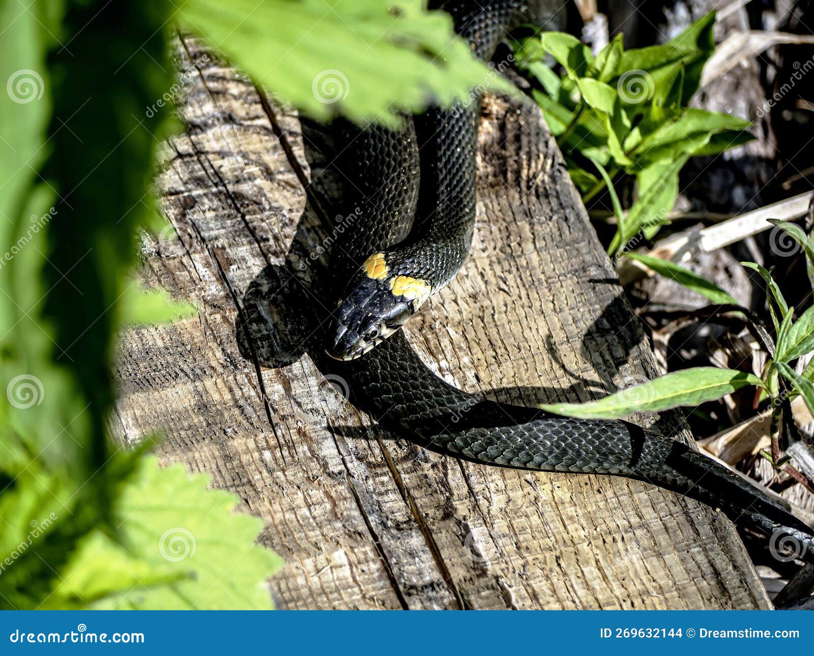 Reptile is Already Basking in the Sun in the Grass, and Stalking Prey ...