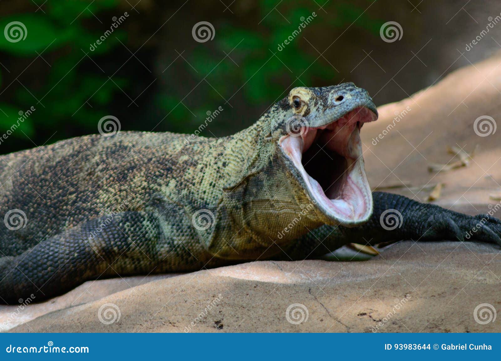 Reptile Laughing stock photo. Image of laughing, reptile - 93983644