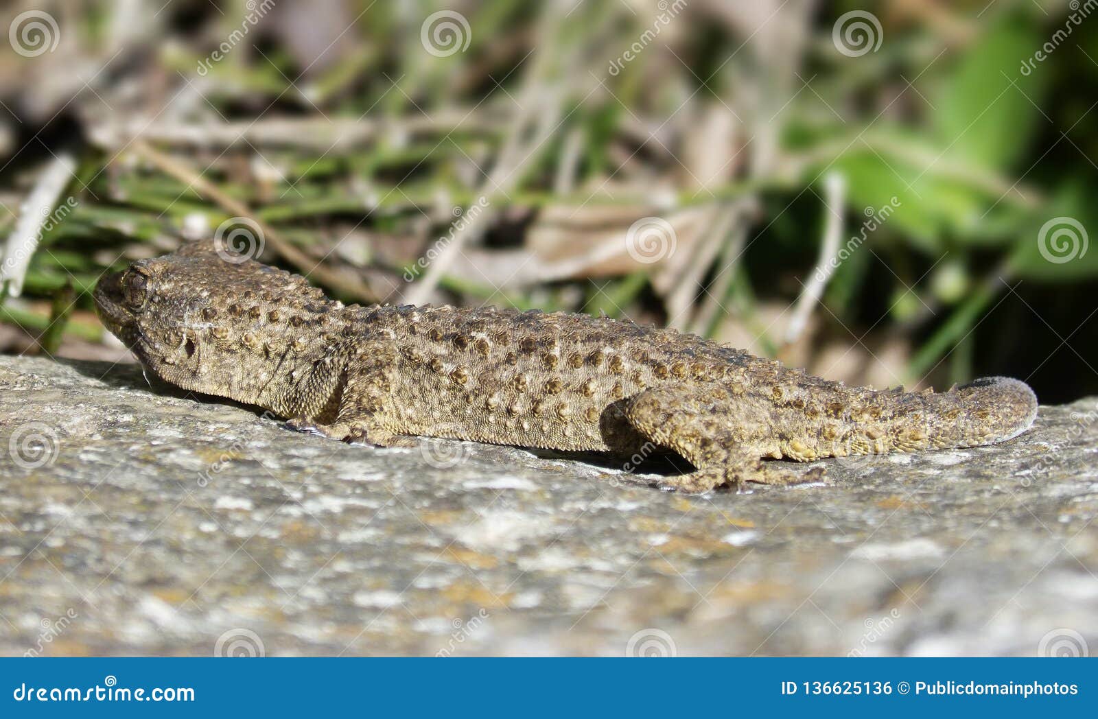 Reptile, Lizard, Fauna, Lacertidae Picture. Image: 136625136